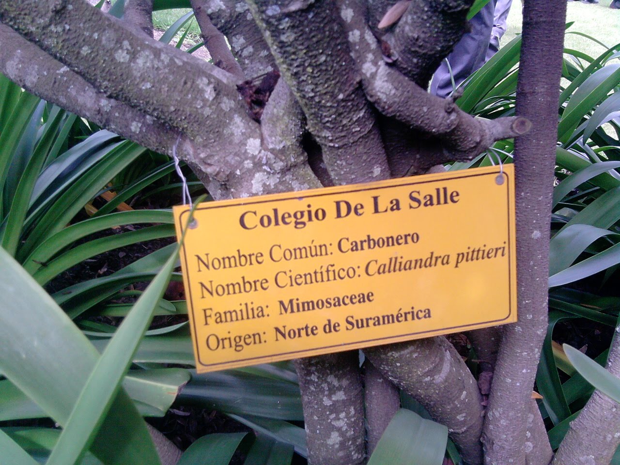 Diversidades de las Plantas: Calliandra pittieri